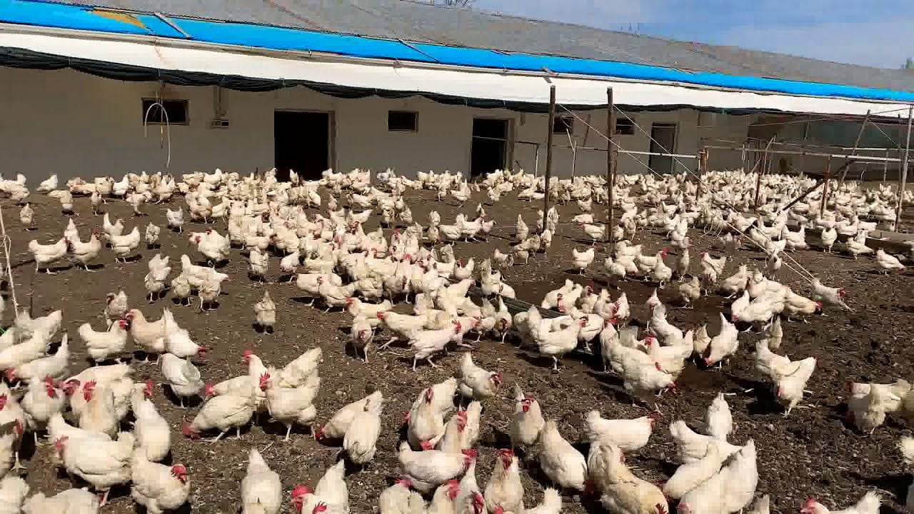 Tavuk Çiftliği Kurulumu, Maliyeti ve Tavuk Destekleri - Kredi Yönetim Tavuk Çiftliği Kurulumu, Maliyeti ve Tavuk Destekleri - Kredi Yönetim